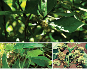 Sablot - UP Theater Complex