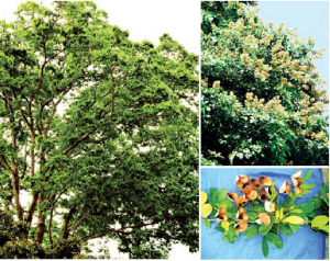 Supa - UP Theater Complex