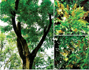 Banuyo - UP Theater Complex