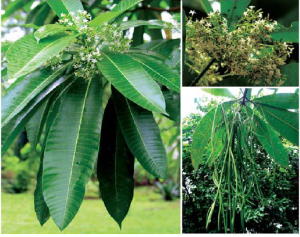 Batino - UP Theater Complex