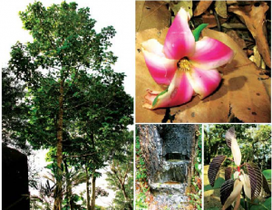 Apitong - UP Theater Complex